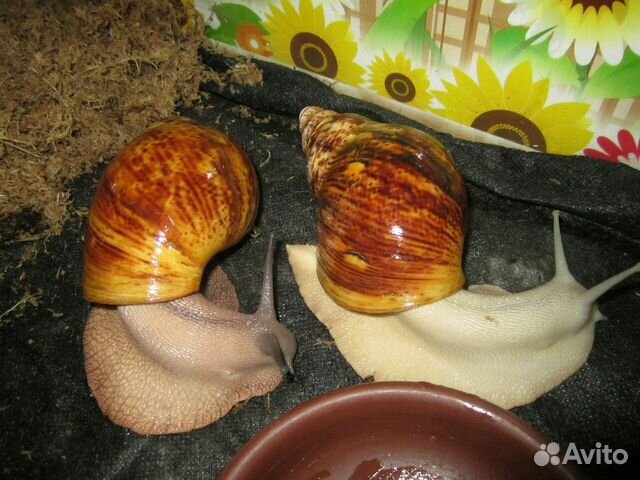 Архахатина маргината овум