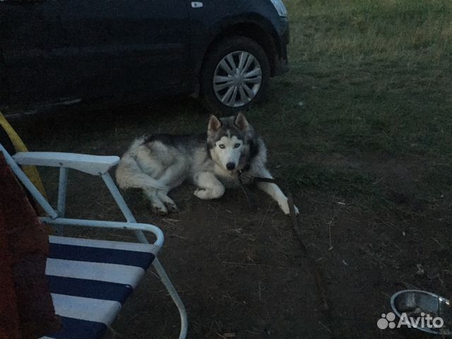 Вязка хаски