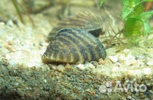 Мидии пресноводные для аквариума и пруда