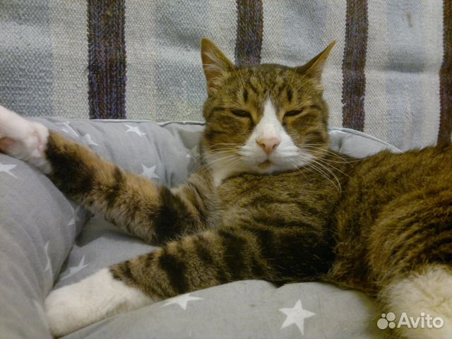 Котэ - в добрые руки