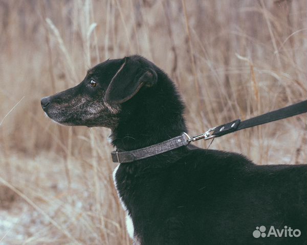 Адель в добрые руки