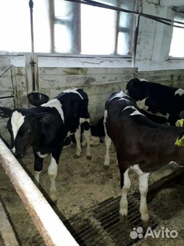 Телята: бычки мясные месячные