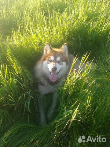 Аляскинский маламут