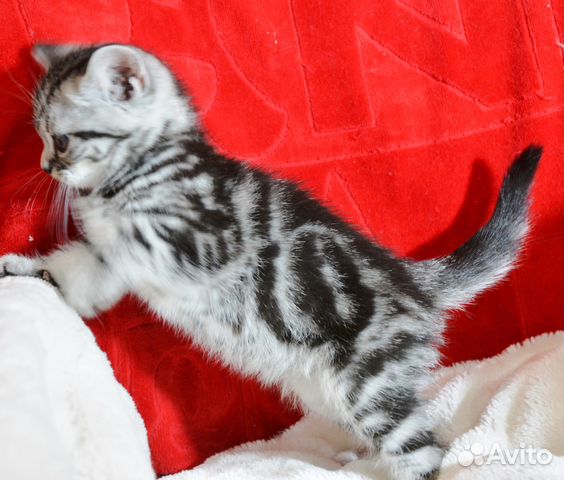 Мальчик и девочки скоро 2 месяца