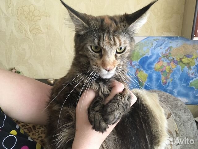 Ищем мальчика майн-кун для вязки