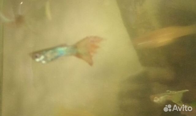 Гупики, гуппи