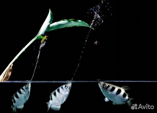 Полозатый брызгун Toxotes jaculatrix