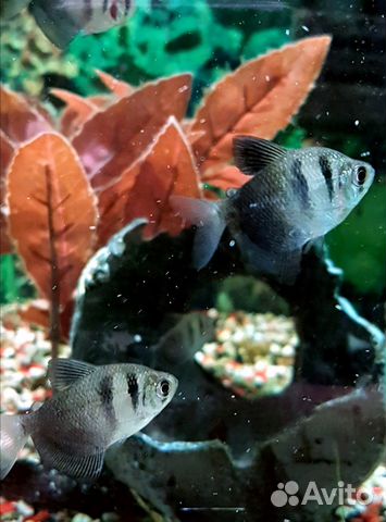 Аквариумная рыбка-Тернеция
