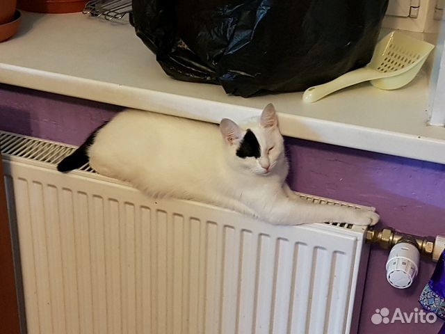 Клякса полхвоста