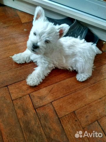 Вест хайленд вайт терьер.Высокопородная девочка