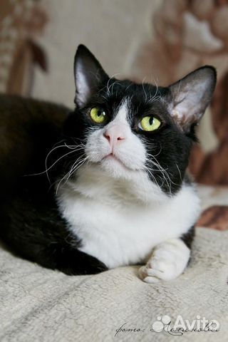 В дар добрым людям котик Пончик 1год