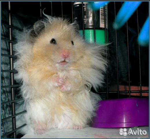 Хомячки-Ангорочки (в продаже есть клетки)