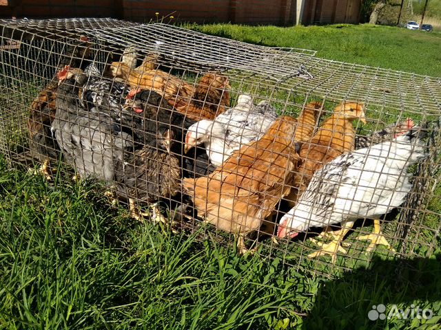 Домашние Цыплята