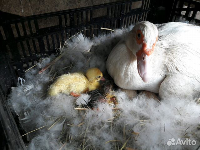 Яйцо индоутки инкубационное