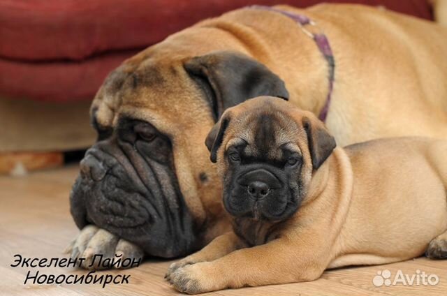 Бульмастиф кобель для вязок