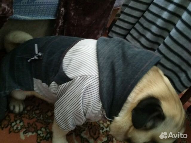 Комбинезон для мопса