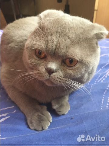 Шотландец вязка