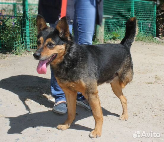 Овчаристый пес Каштан