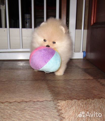 Щеночки колобочки