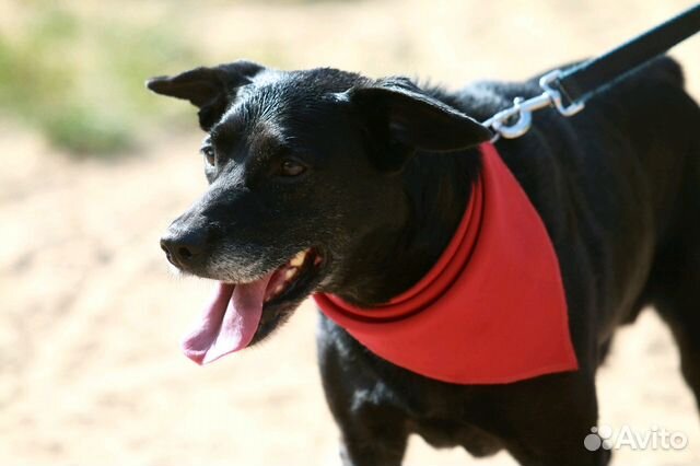 Собака Агат в добрые руки