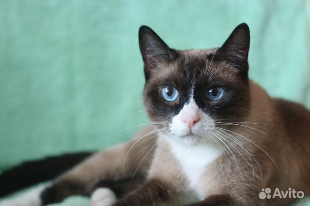 Голубоглазая красавица ищет дом