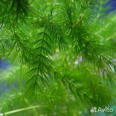 Роголистник