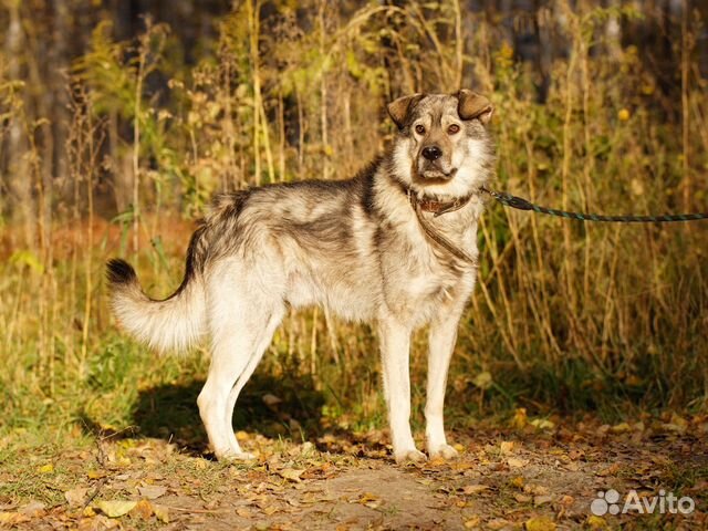Пес Барон ищет дом