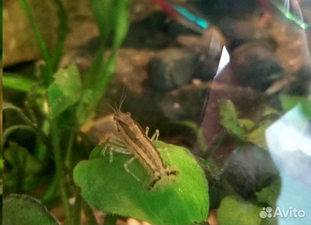 Мексиканский карликовый рак