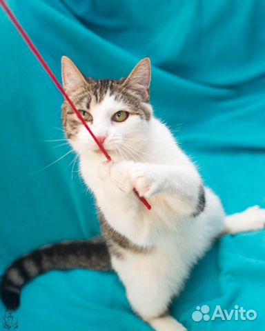 Молодая кошечка Мурочка, 9мес