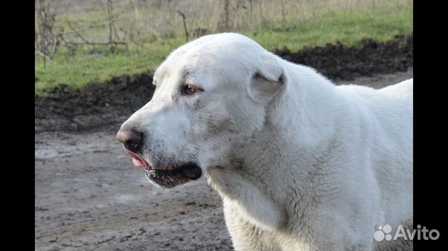 Кобель Алабай Вязка