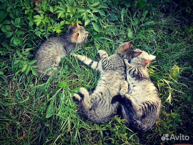 Котята в добрые руки