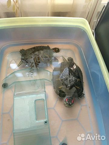 Черепахи красноухие