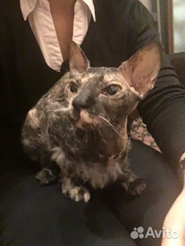 Кошка сфинкс