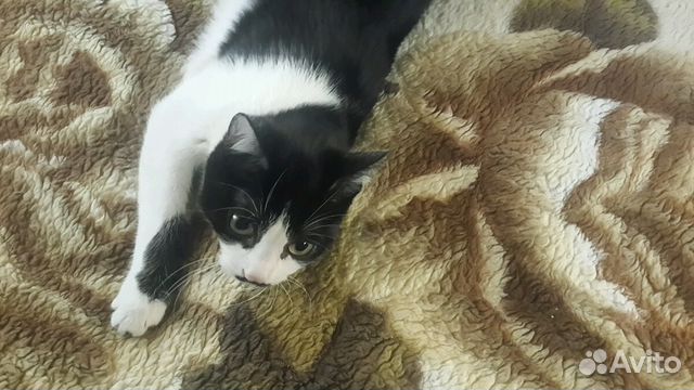 Ласковая девочка в хорошие руки