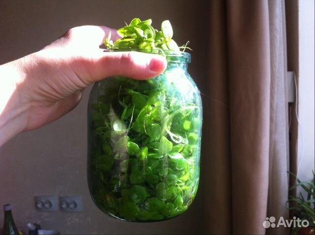 Лимнобиум и сальвиния 1л банка