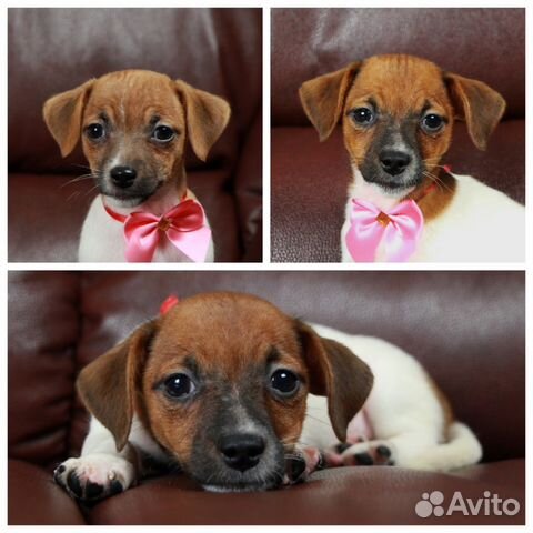 Модный окрас, веселый нрав, отличный детки)