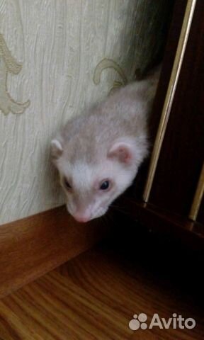 Пропал хорек