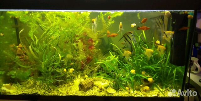 Растения корневые, улитки, корм хлопья на развес