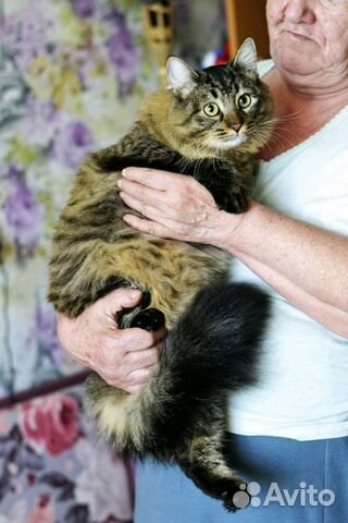 Полосатый котик в хорошие руки