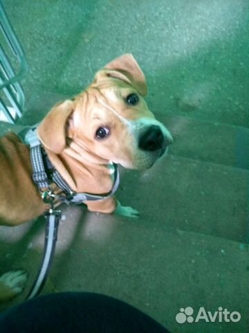 Стаффордшиский терьер