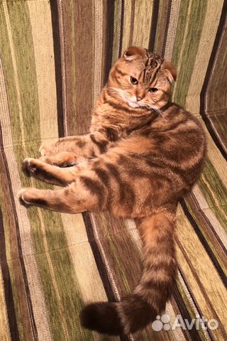 Вязка с шотландским котом(очень красивый окрас)