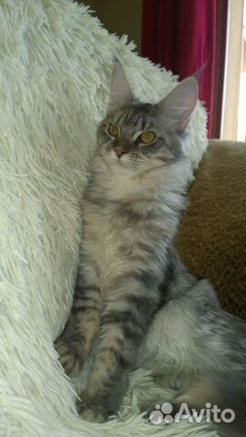 Продажа котят мейн кун