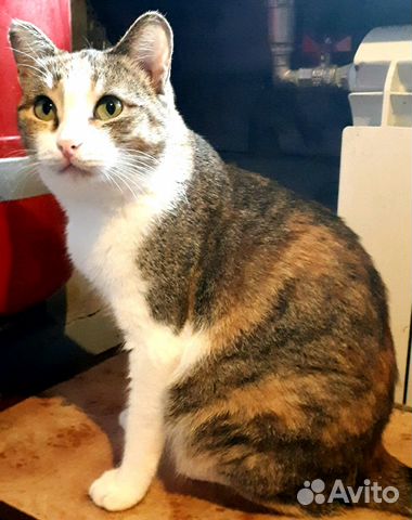 Ариша отдам в добрые руки