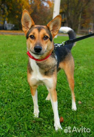 Улыбчивая собачка в добрые руки