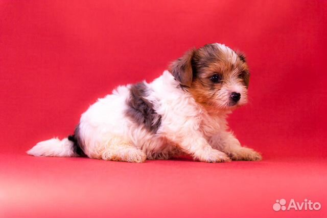 Девочка Блю берри