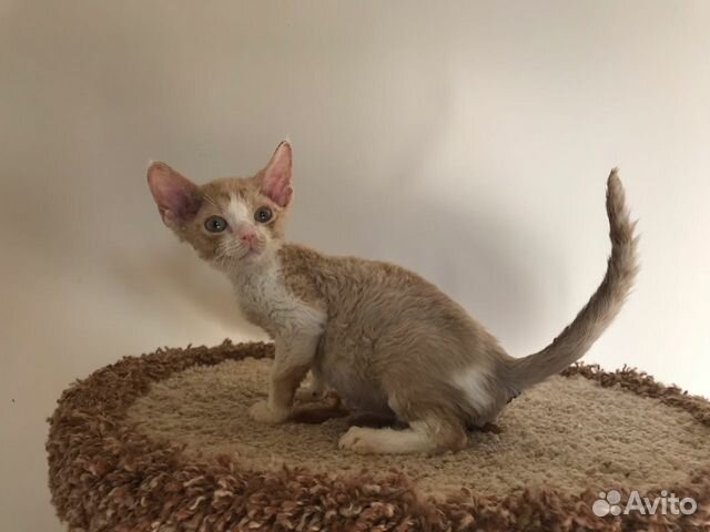 Девон рекс Лиловый Мишка