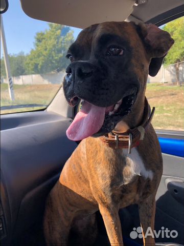 Отдам Собаку