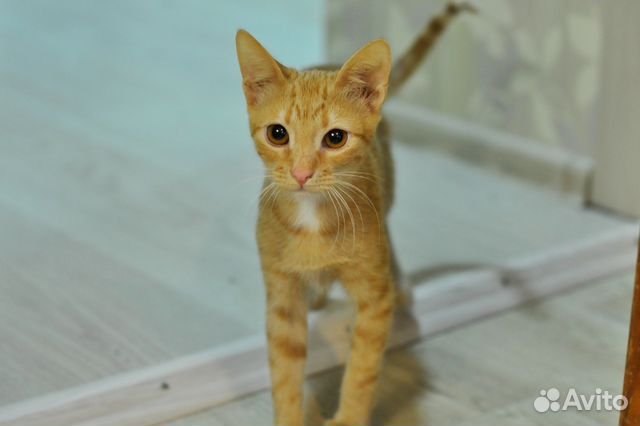 Красавица котёнок Гуччи в добрые руки