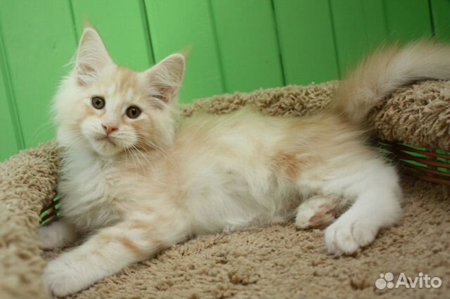 Котик мейн кун Hero красный серебряный мраморный