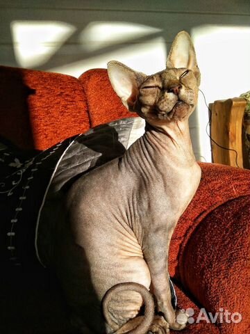 Кошечка Канадского Сфинкса
